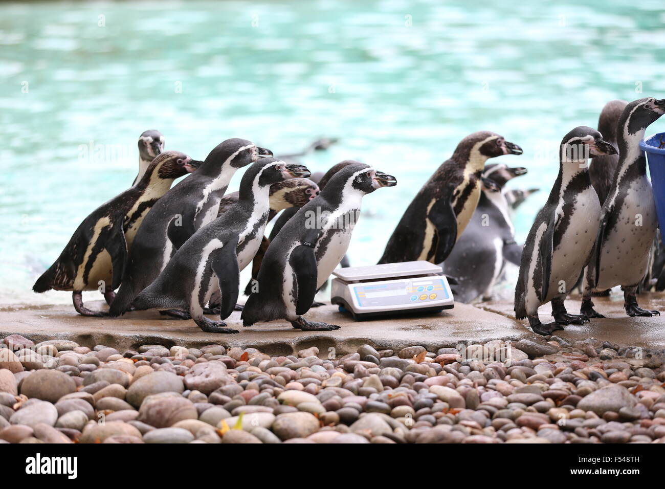 Animals annual weigh in at ZSL London Zoo Featuring: Humboldt Penguins ...