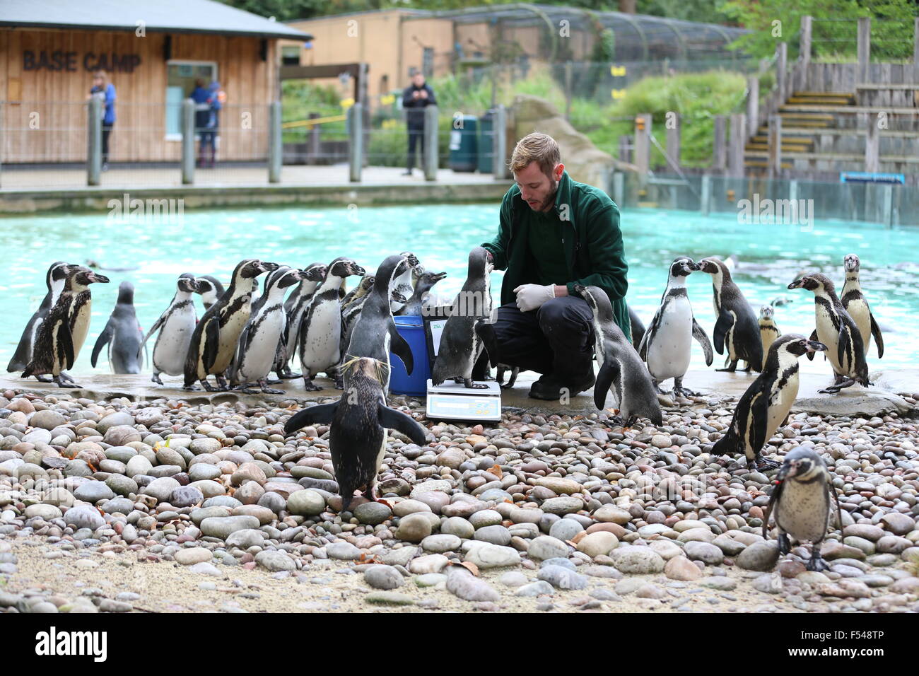Animals annual weigh in at ZSL London Zoo Featuring: Humboldt Penguins ...