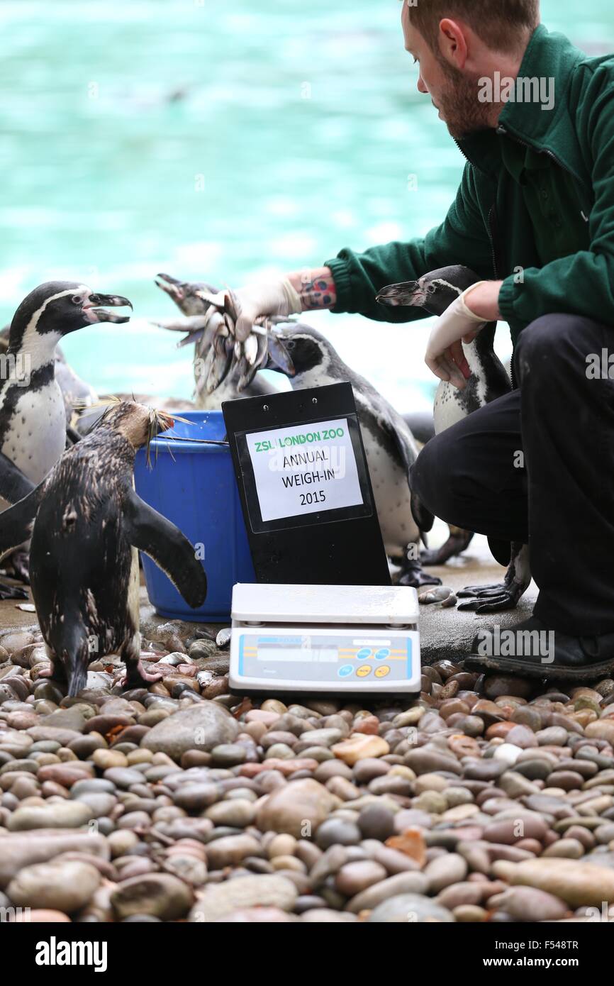 Animals annual weigh in at ZSL London Zoo Featuring: Humboldt Penguins ...