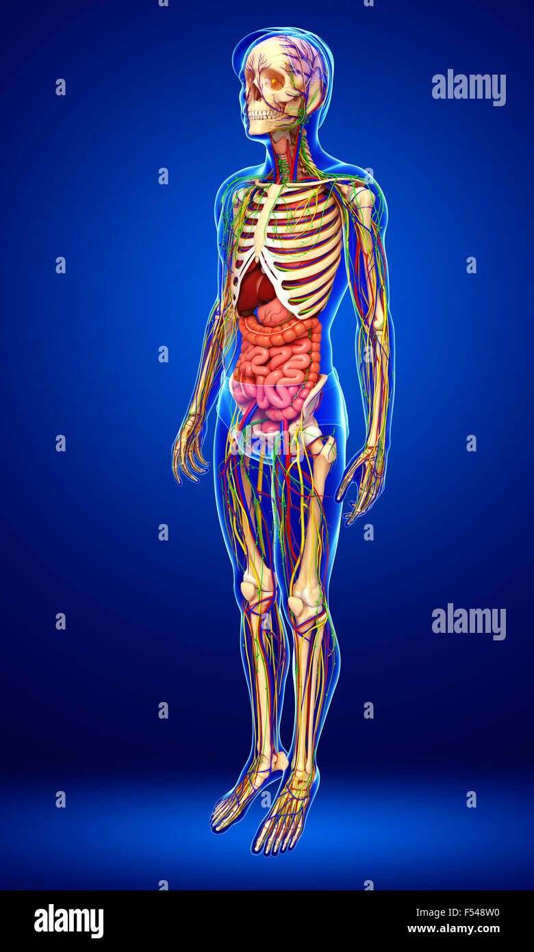 illustration of Lymphatic, skeletal, nervous and circulatory system of ...