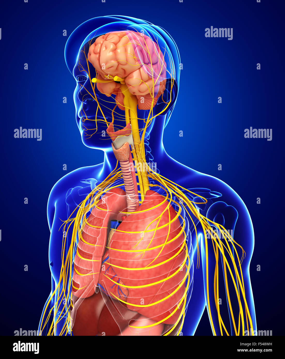 Human body nervous system hi-res stock photography and images - Alamy