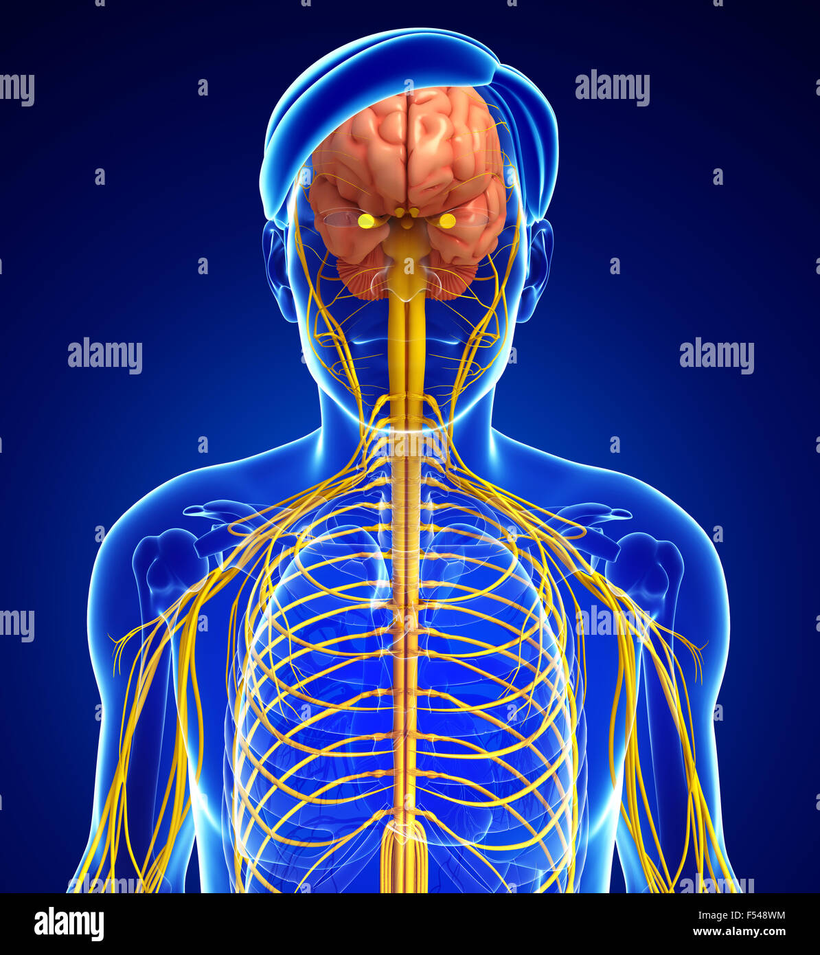 Male nervous system hi-res stock photography and images - Alamy