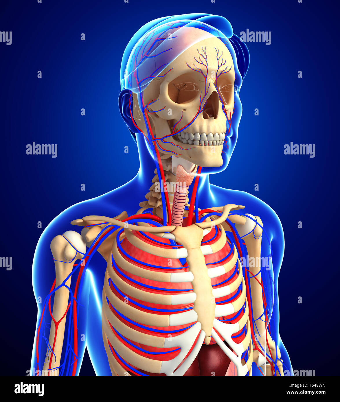 Illustration of male skeletal and circulatory system Stock Photo - Alamy
