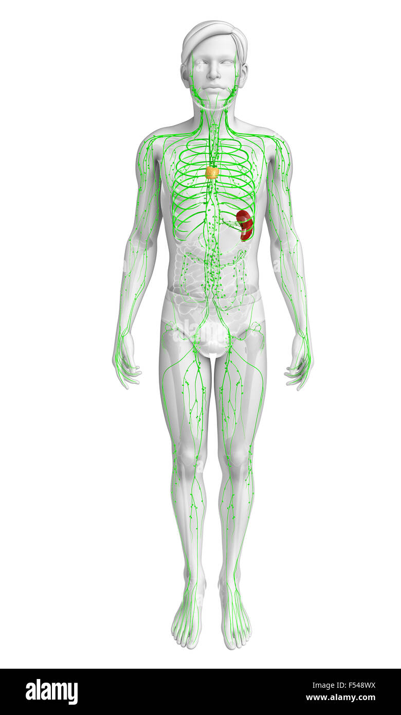 Illustration of male body lymphatic system Stock Photo - Alamy