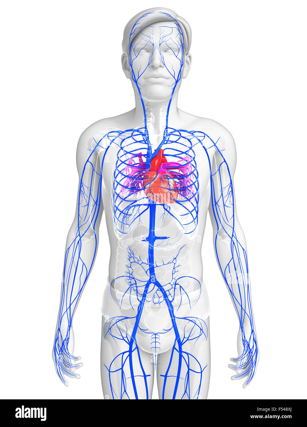 3d rendered illustration of human body anatomy Stock Photo - Alamy