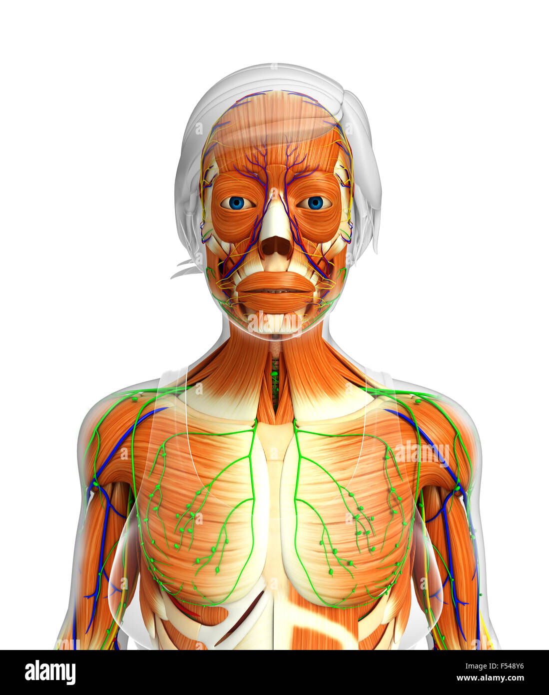 3d rendered illustration of human body anatomy Stock Photo - Alamy