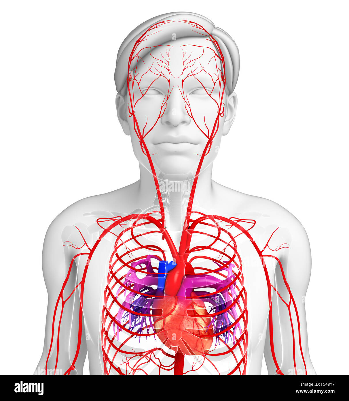 3d rendered illustration of male arterial system Stock Photo - Alamy