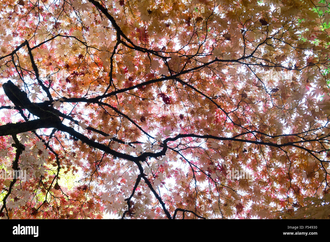Canopy Of Maple Trees High Resolution Stock Photography and Images - Alamy