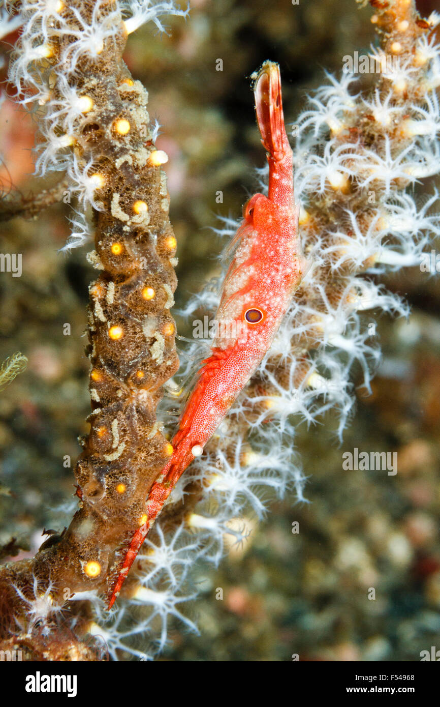 Ocellated Tozeuma shrimp (Tozeuma lanceolatum) Lembeh Strait, Indonesia ...
