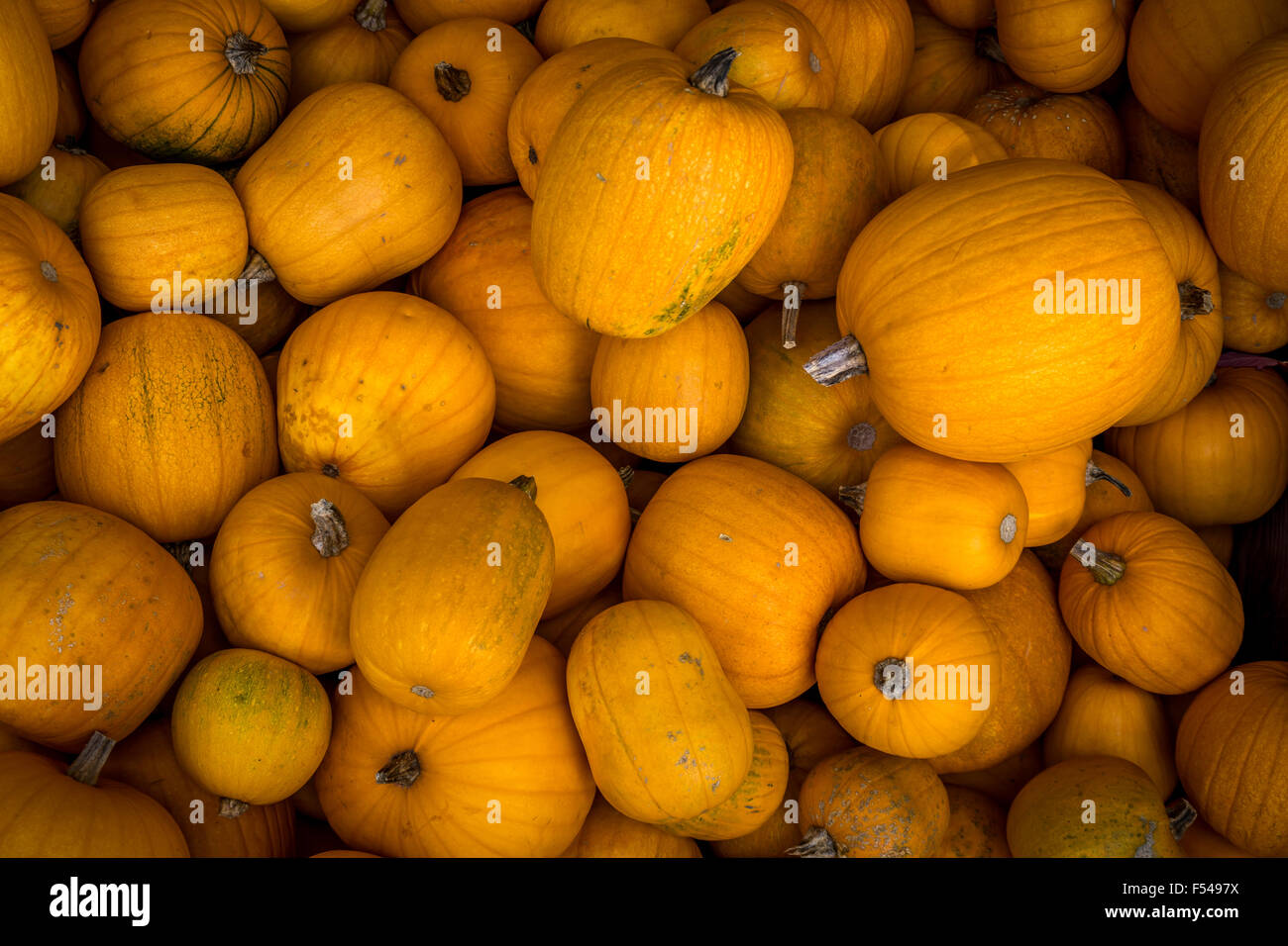 Pile of pumpkins Stock Photo - Alamy