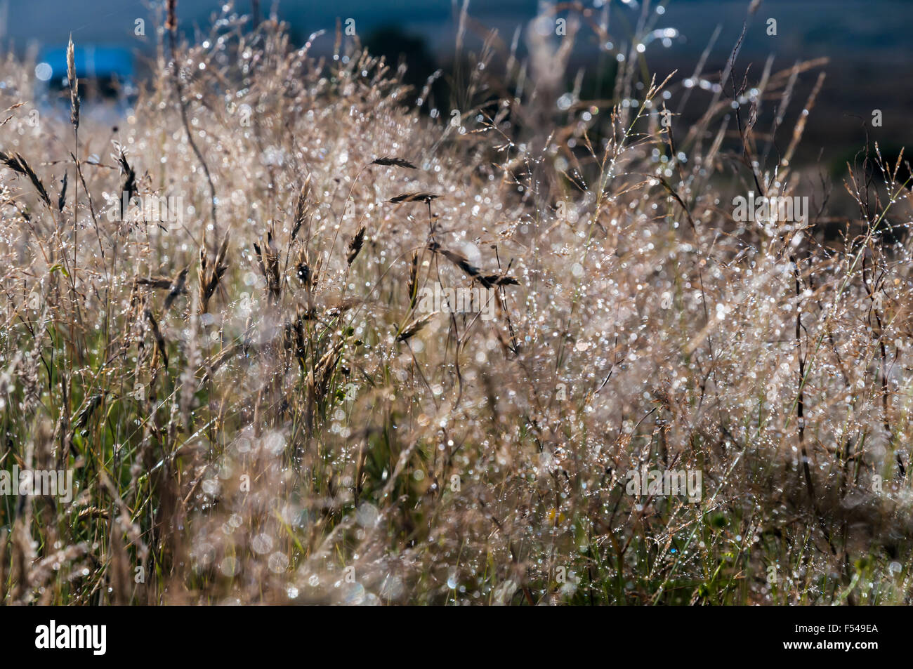 Damp grasses hi-res stock photography and images - Alamy