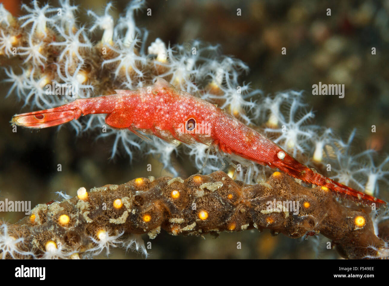 Ocellated Tozeuma shrimp (Tozeuma lanceolatum) Lembeh Strait, Indonesia ...