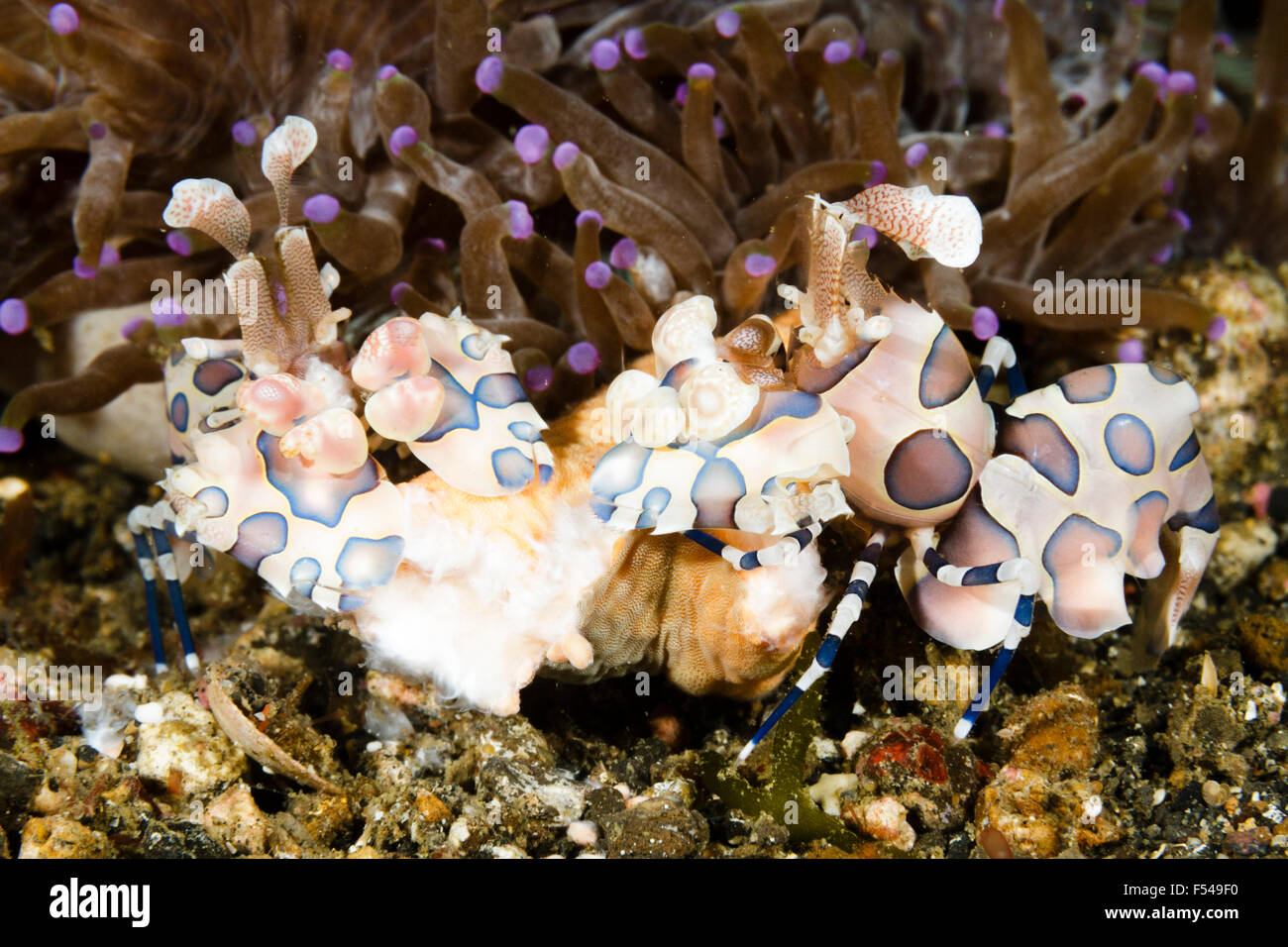 Harlequin shrimp (Hymenocera elegans) eating starfish, Lembeh Strait ...