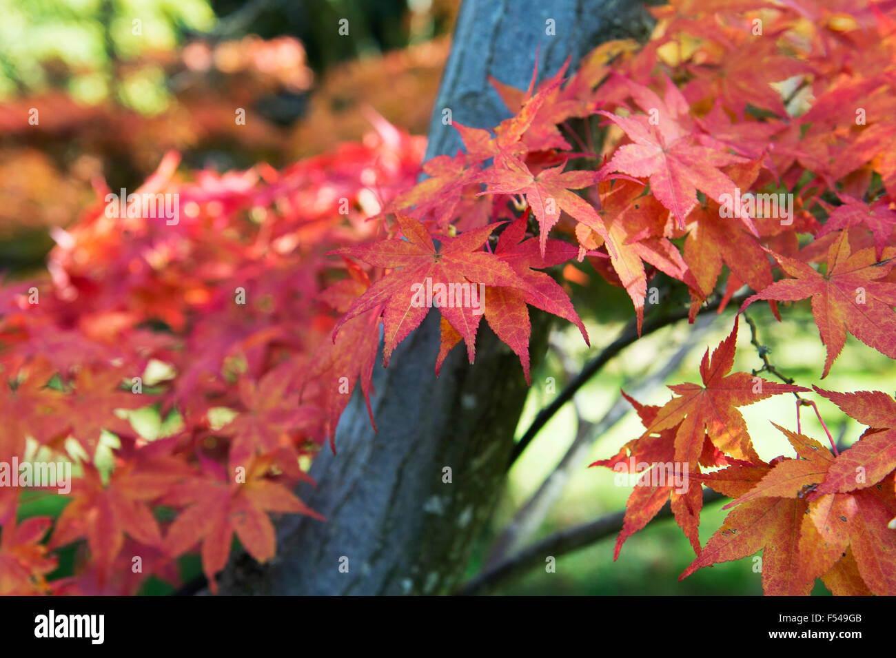 Acer Palmatum Atropurpureum. Japanese Maple in autumn Stock Photo - Alamy
