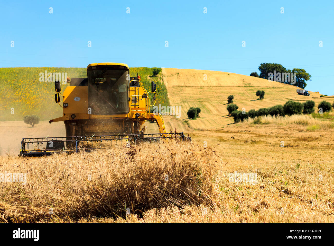 A combine harvesting wheat Stock Photo - Alamy