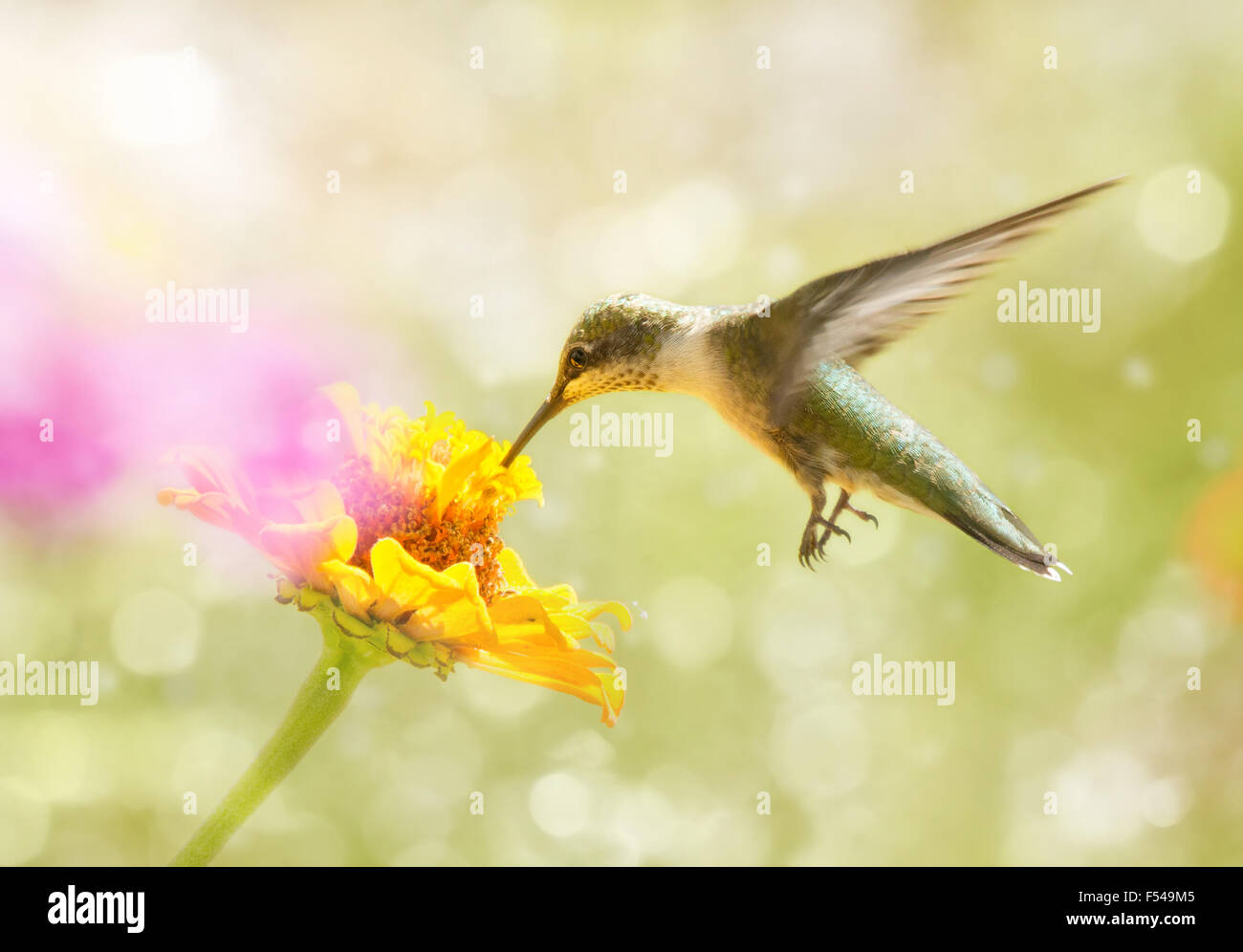 Juvenile male ruby throated hummingbird hi-res stock photography and ...