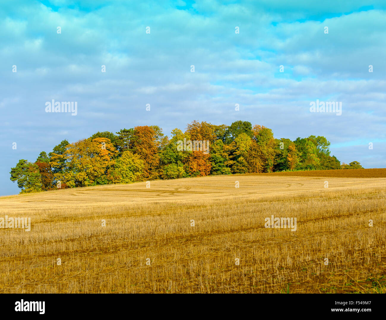 Green fields with trees in autumn colour hi-res stock photography and ...