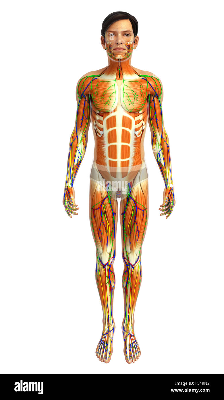 3d rendered illustration of human body anatomy Stock Photo - Alamy
