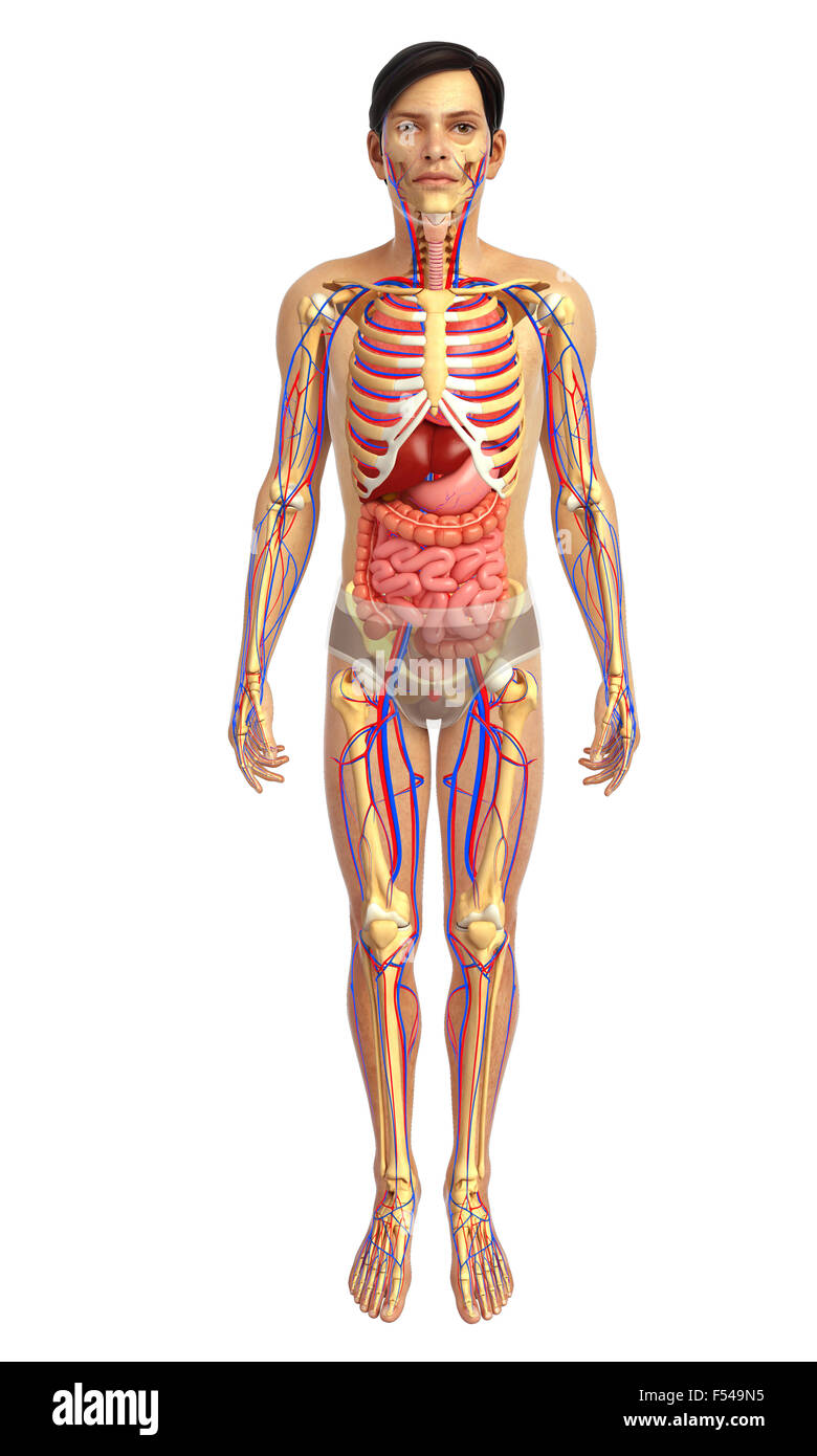 3d rendered illustration of human body anatomy Stock Photo - Alamy