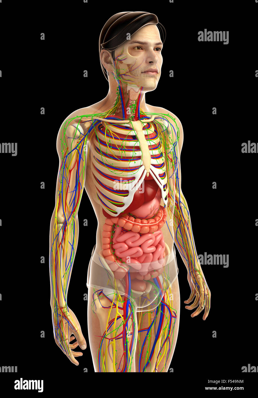 3d rendered illustration of human body anatomy Stock Photo - Alamy