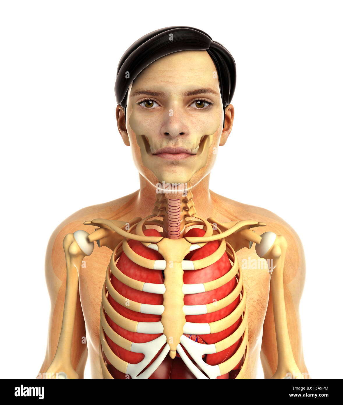 3d rendered illustration of human body anatomy Stock Photo - Alamy