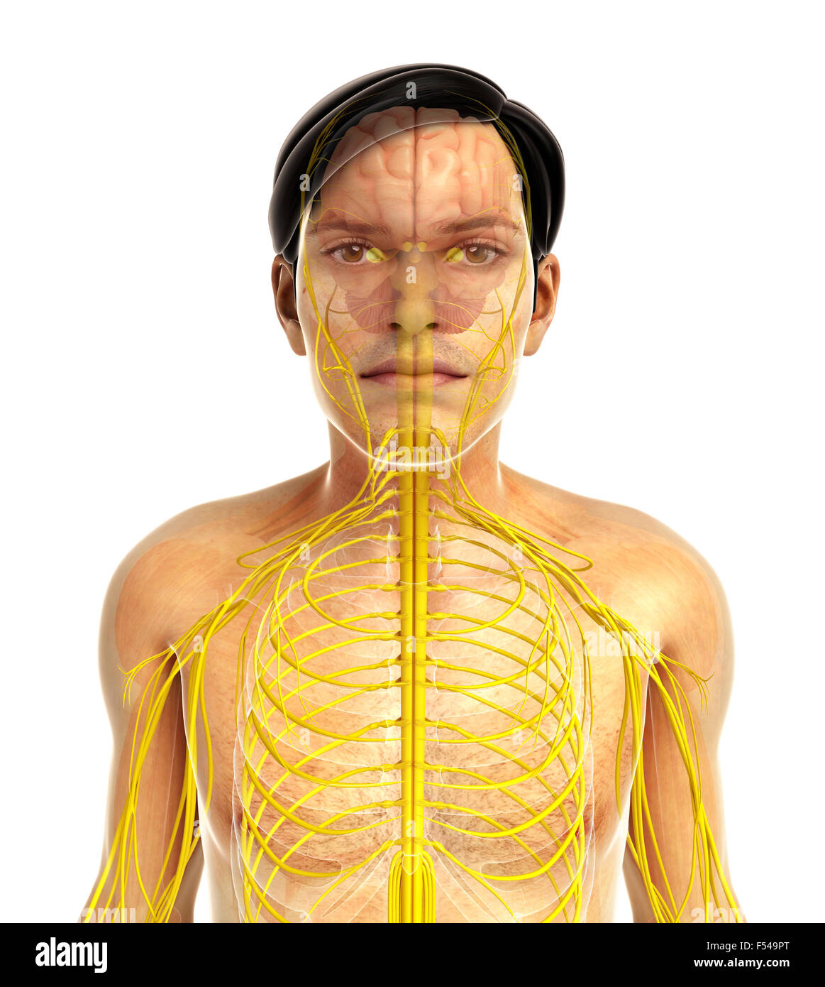 3d rendered illustration of human body anatomy Stock Photo - Alamy