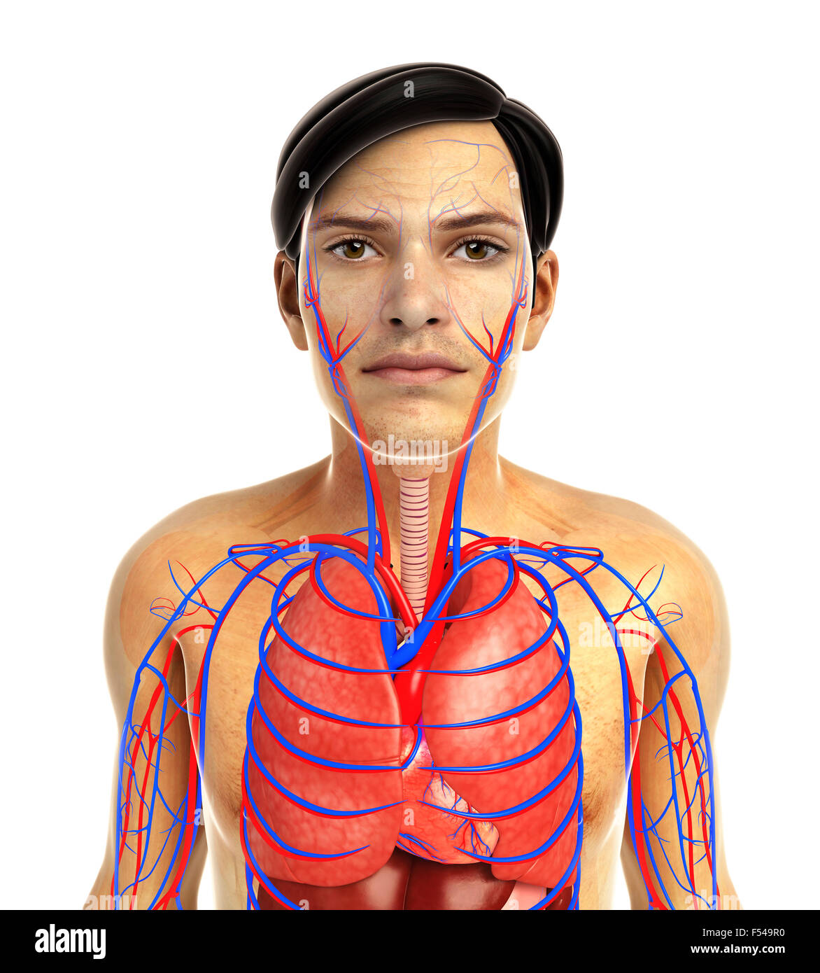 3d rendered illustration of human body anatomy Stock Photo - Alamy