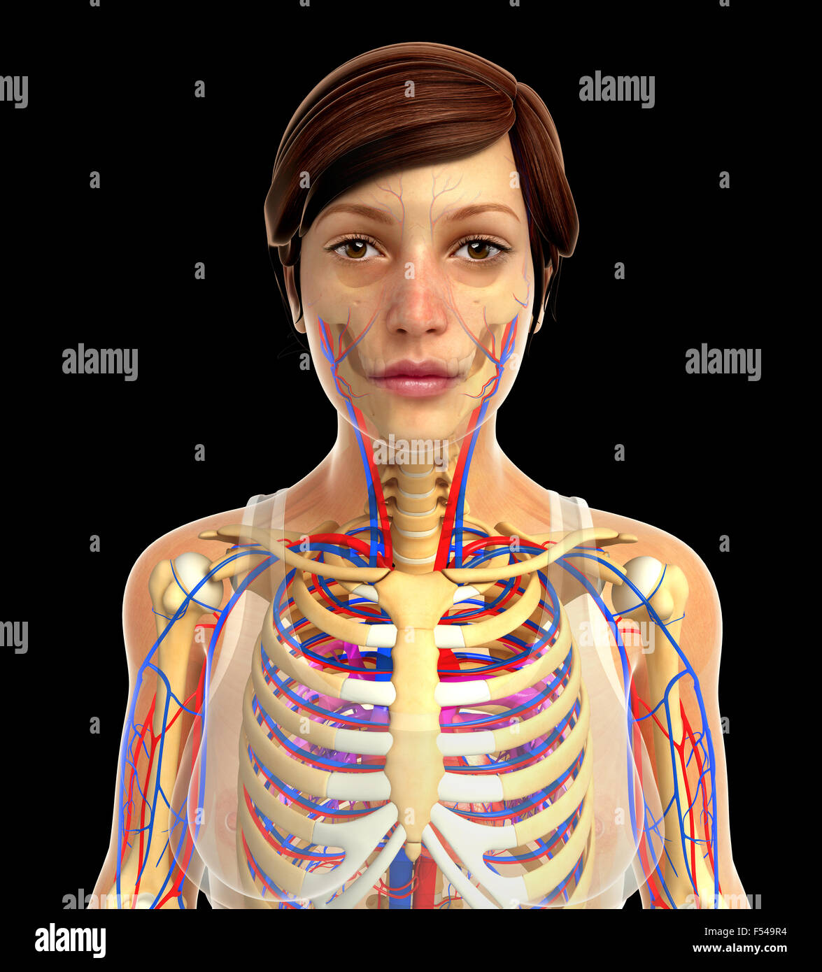 3d rendered illustration of human body anatomy Stock Photo - Alamy