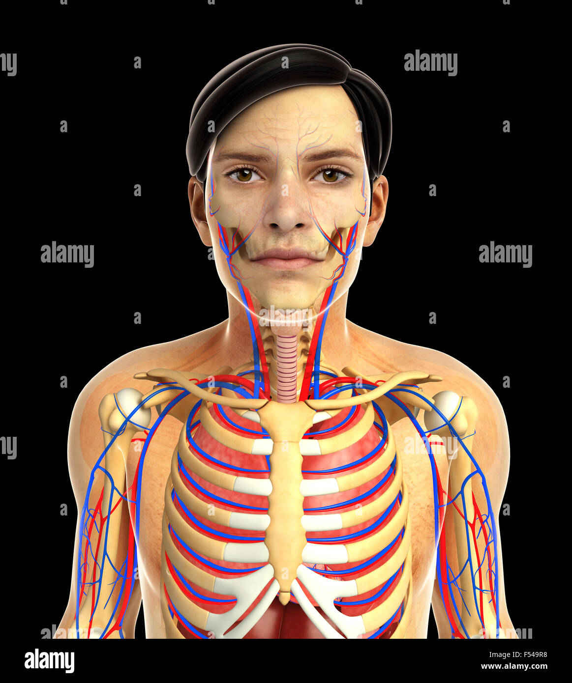 3d rendered illustration of human body anatomy Stock Photo - Alamy