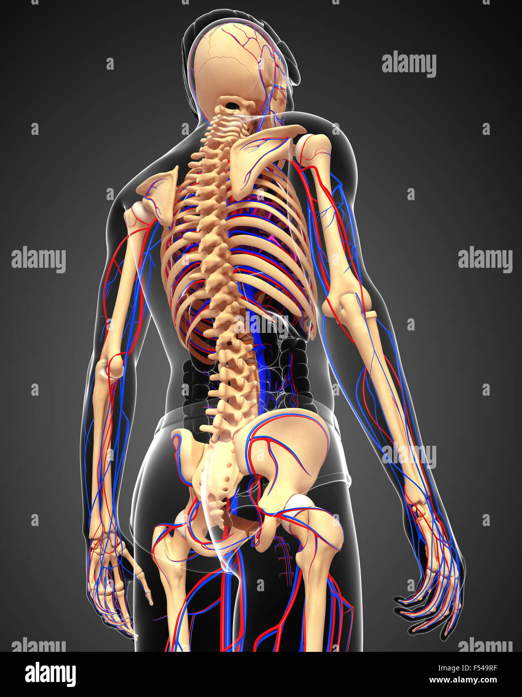 Illustration of male skeletal circulatory system Stock Photo - Alamy