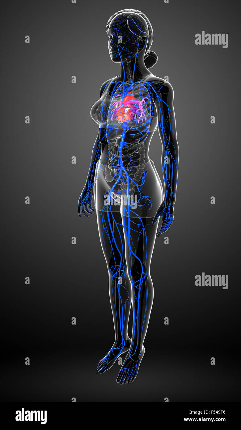 3d rendered illustration of human body anatomy Stock Photo - Alamy