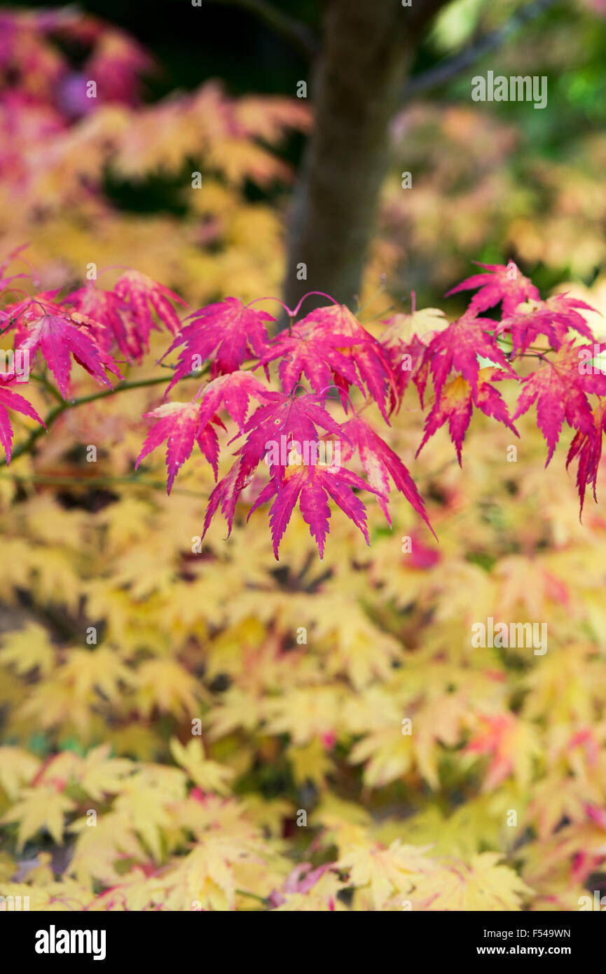 Acer palmatum japanese maple hi-res stock photography and images - Alamy
