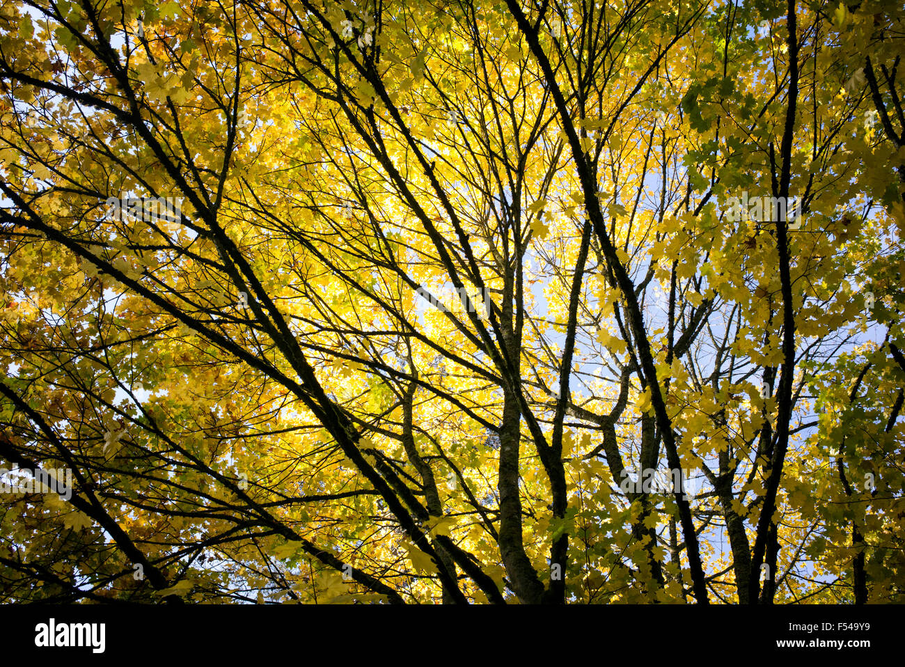 Acer Platanoides palmatifidum. Norway Maple tree canopy in autumn Stock ...