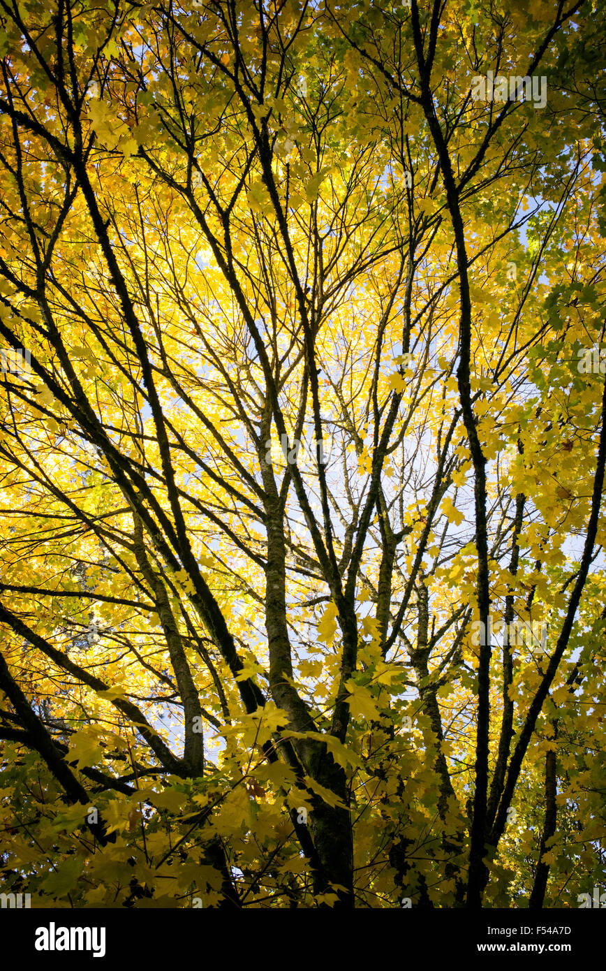 Acer Platanoides palmatifidum. Norway Maple tree canopy in autumn Stock ...