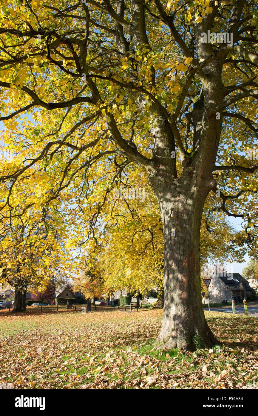 Acer pseudoplatanus. Sycamore trees on Kingham village green in autumn ...