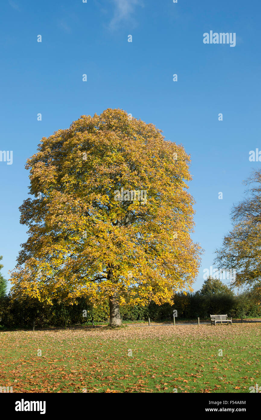 Acer pseudoplatanus. Sycamore trees on Kingham village green in autumn ...