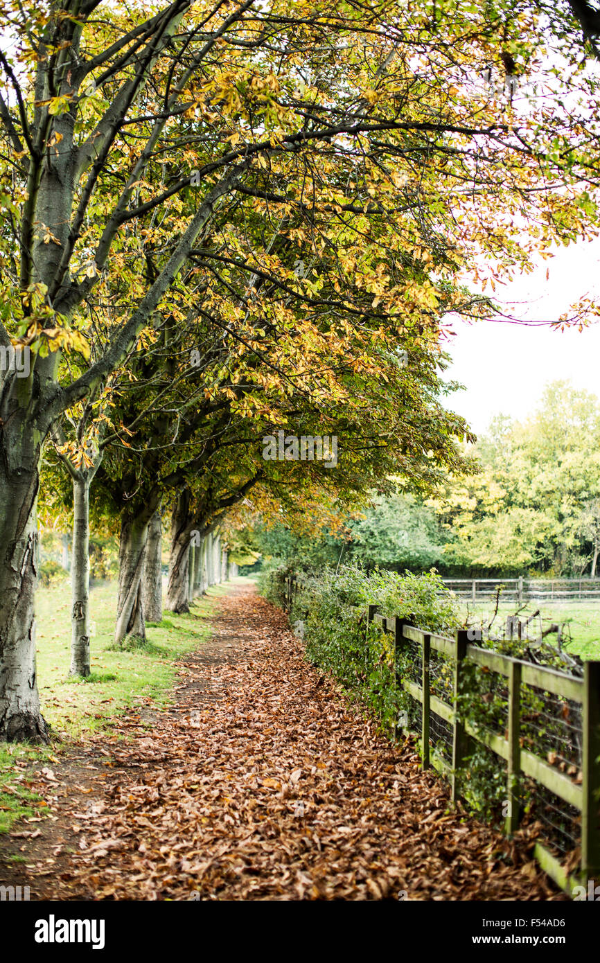 Autumn in England. Alley in Hackney. Trees along the road Stock Photo ...