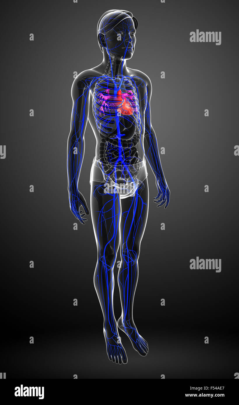 3d rendered illustration of human body anatomy Stock Photo - Alamy