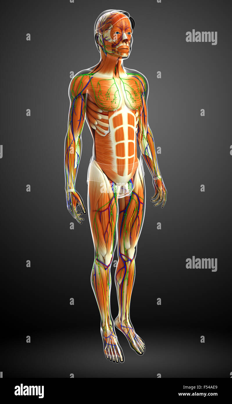 3d rendered illustration of human body anatomy Stock Photo - Alamy