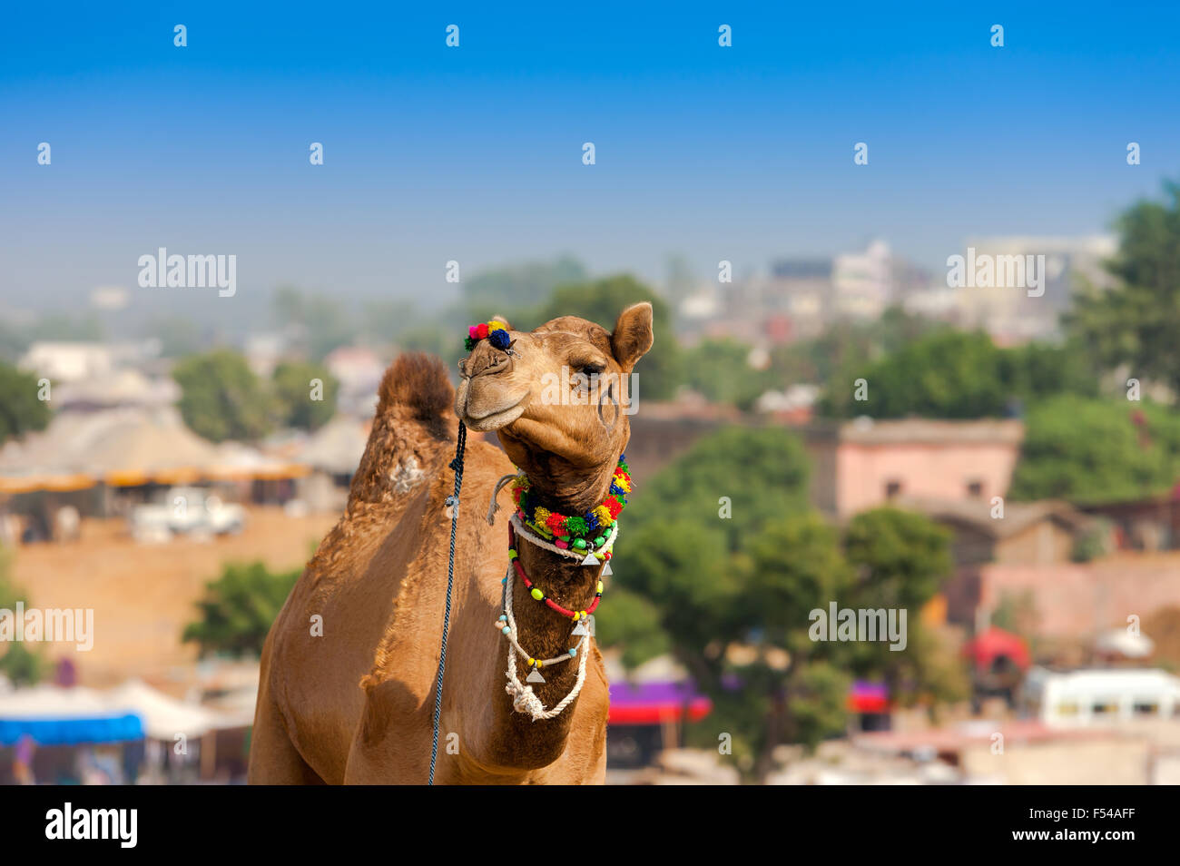 Decorated camel at the Pushkar fair. Rajasthan, India, Asia Stock Photo ...