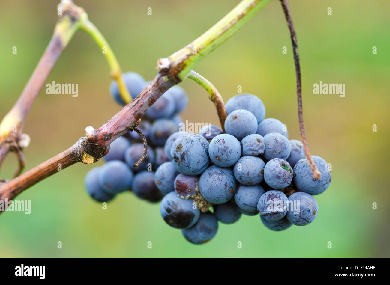 Merlot cluster with rotten grapes on a vine Stock Photo - Alamy