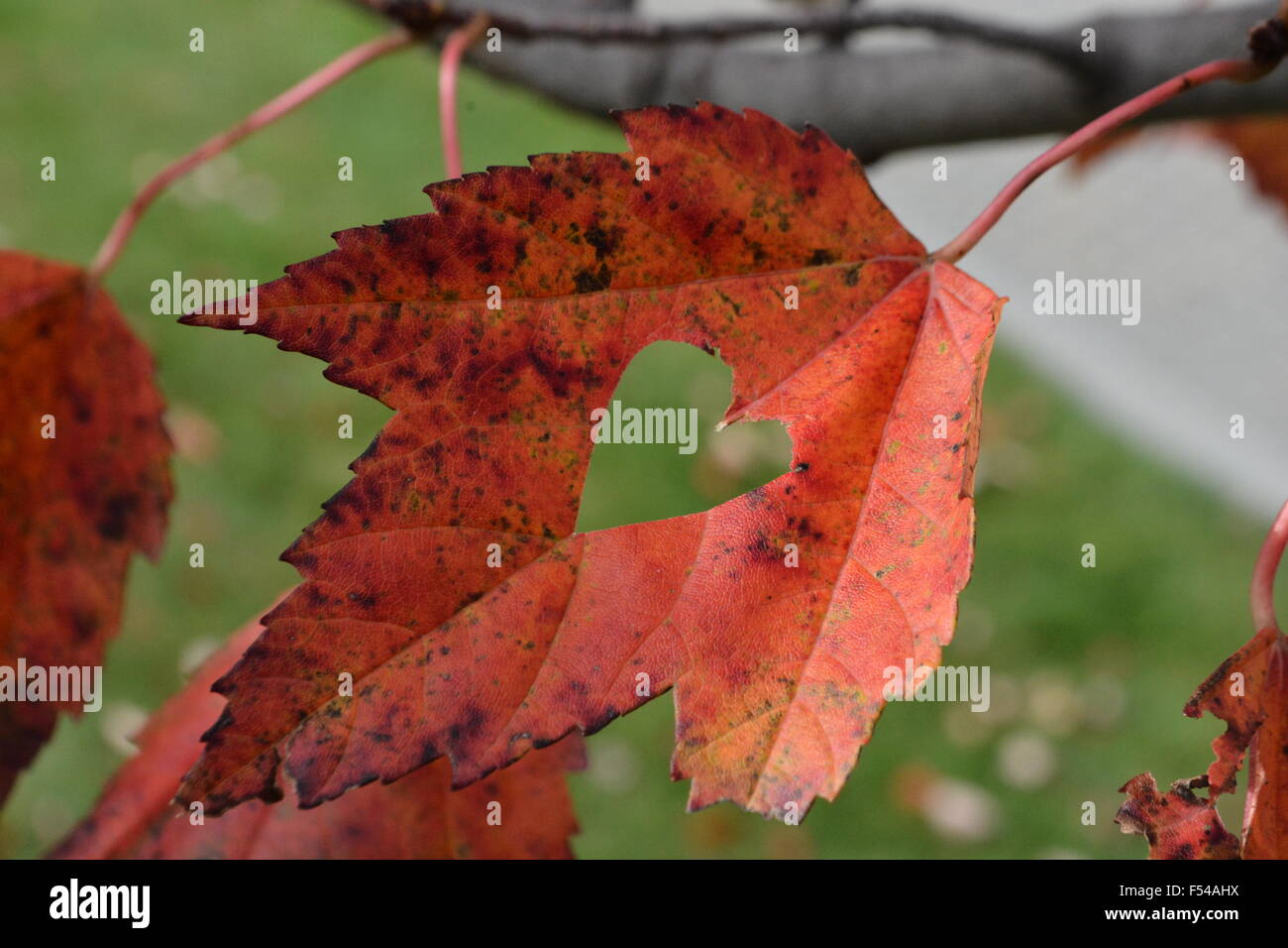 A heart in a Fall leaf Stock Photo - Alamy