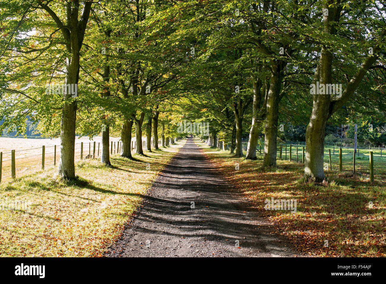 Avenue of beech trees along a road in the Scottish countryside ...