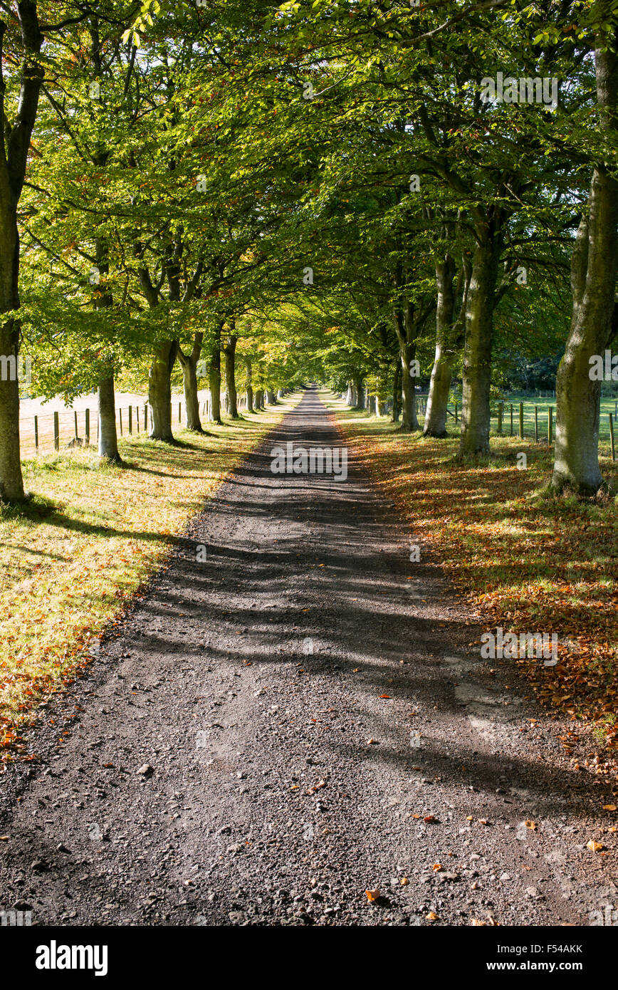 Avenue of beech trees along a road in the Scottish countryside ...