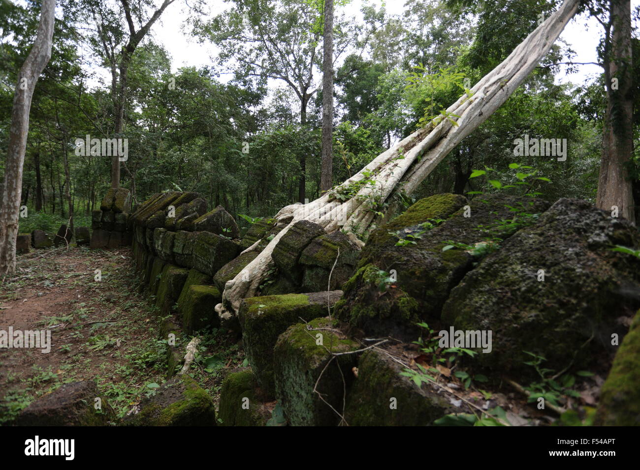Collapsed tree taking wall with it Stock Photo - Alamy