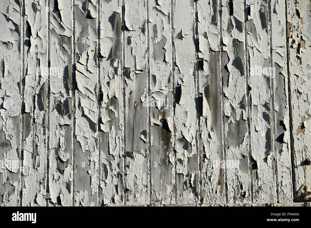 Paint peeling and flaking off an old barn building in Stanmer village ...