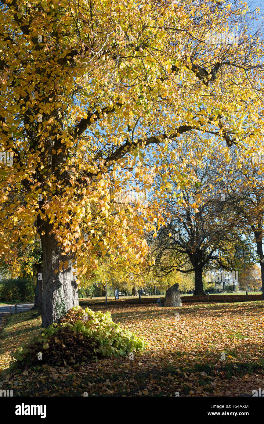 Acer pseudoplatanus. Sycamore trees on Kingham village green in autumn ...