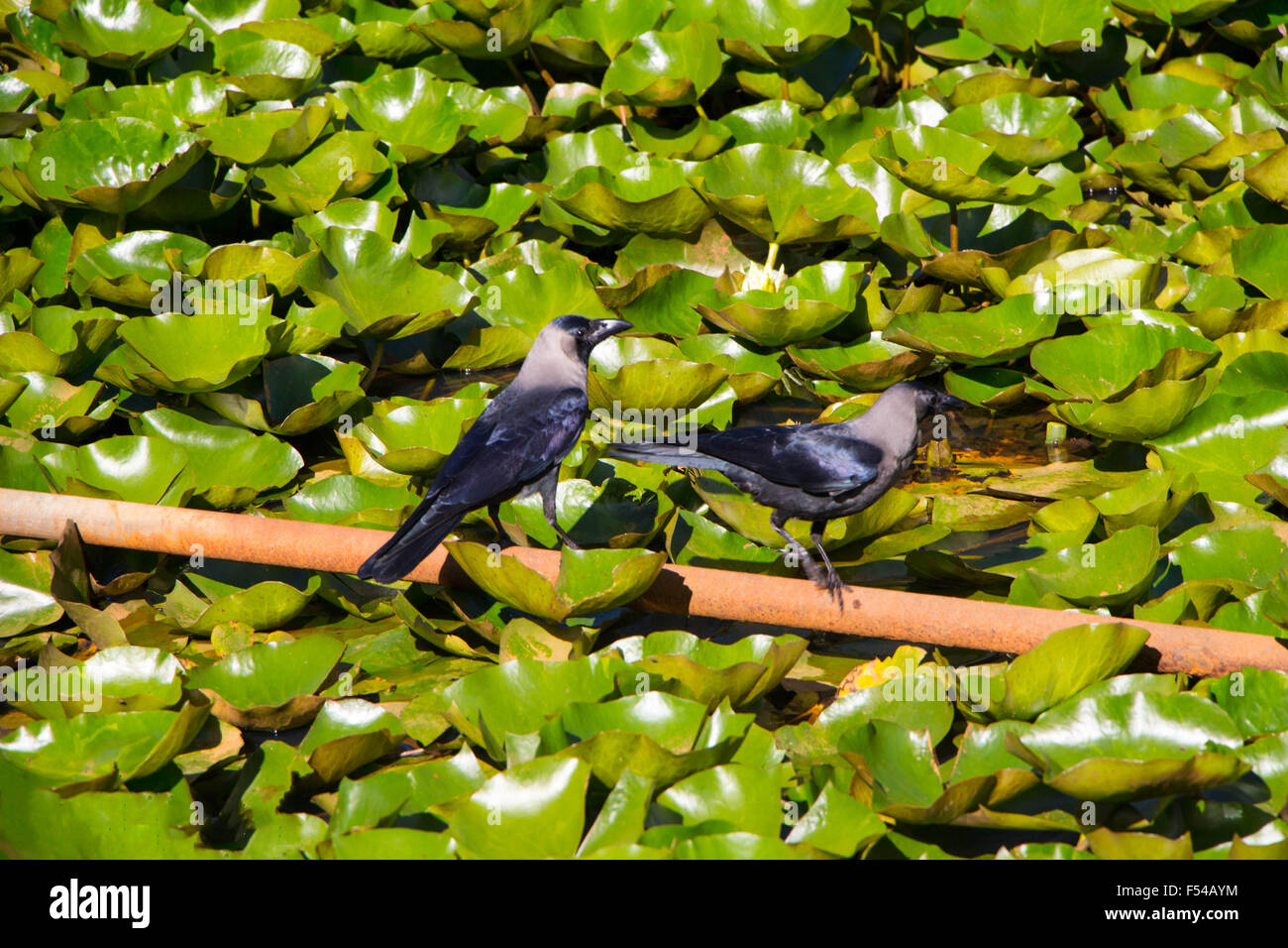 Indian raven High Resolution Stock Photography and Images - Alamy