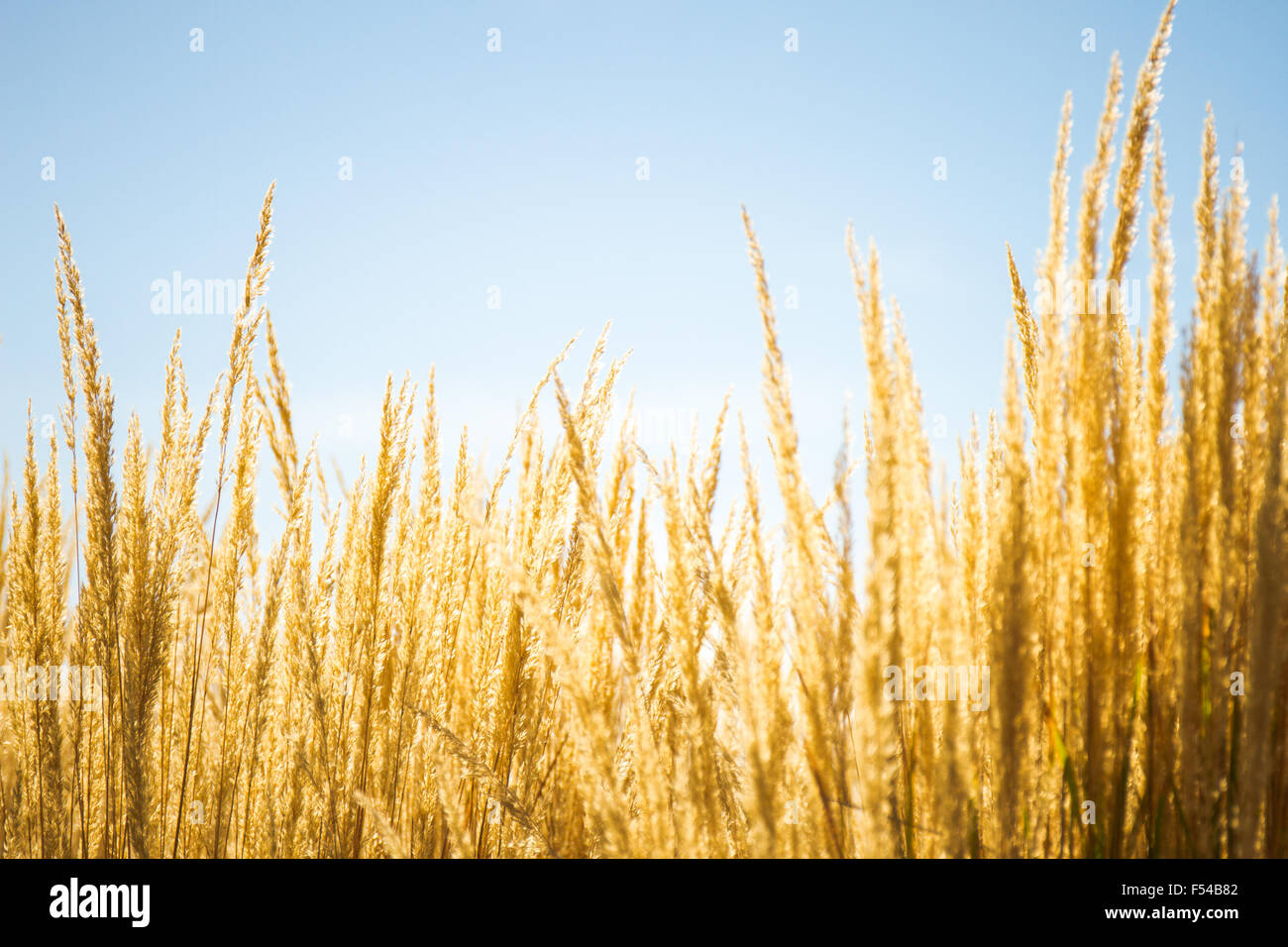 The warm tones of these dry, wheat-looking plants create a nice ...