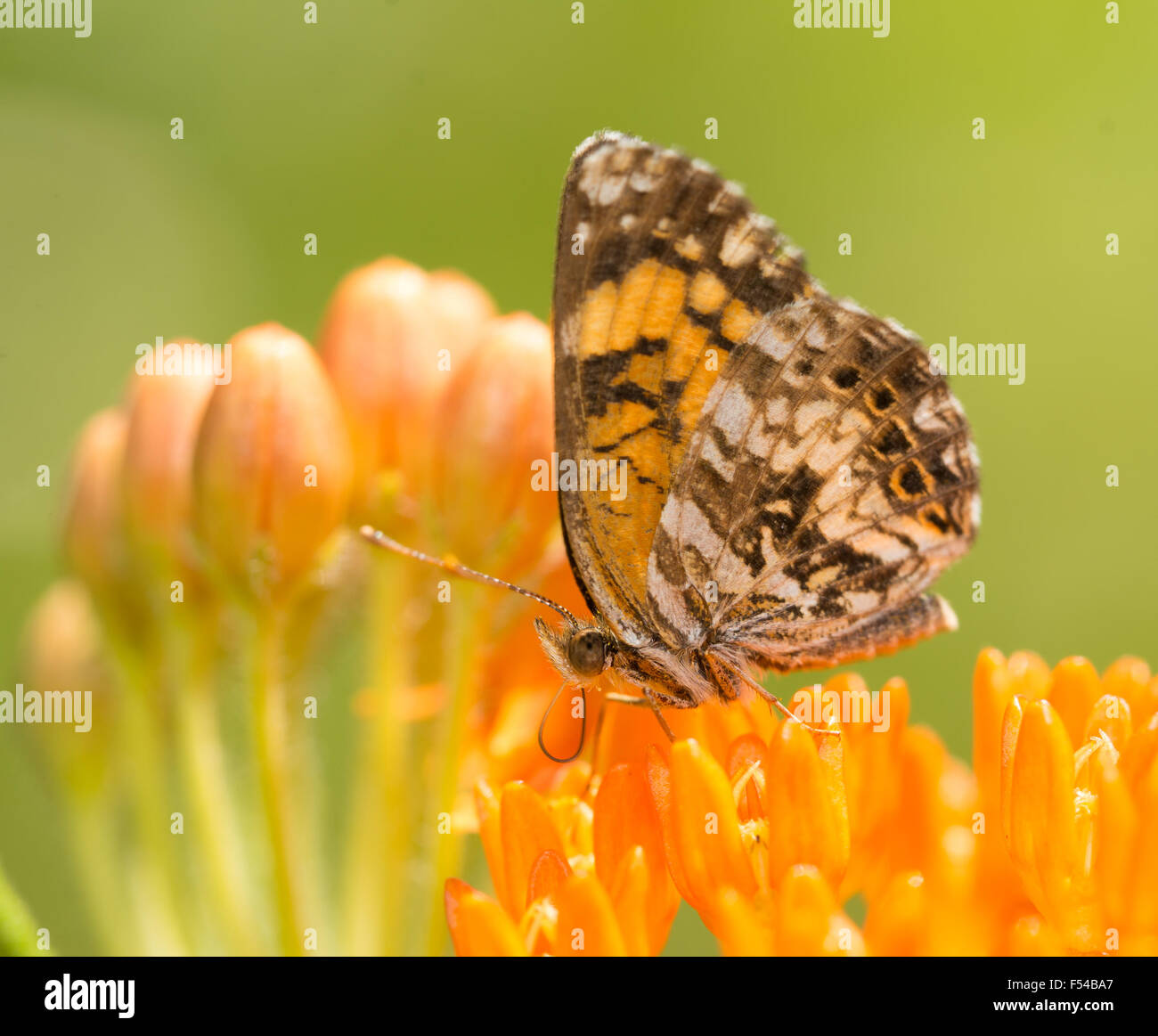 Gorgone Checkerspot butterfly feeding on an orange Butterflyweed Stock ...